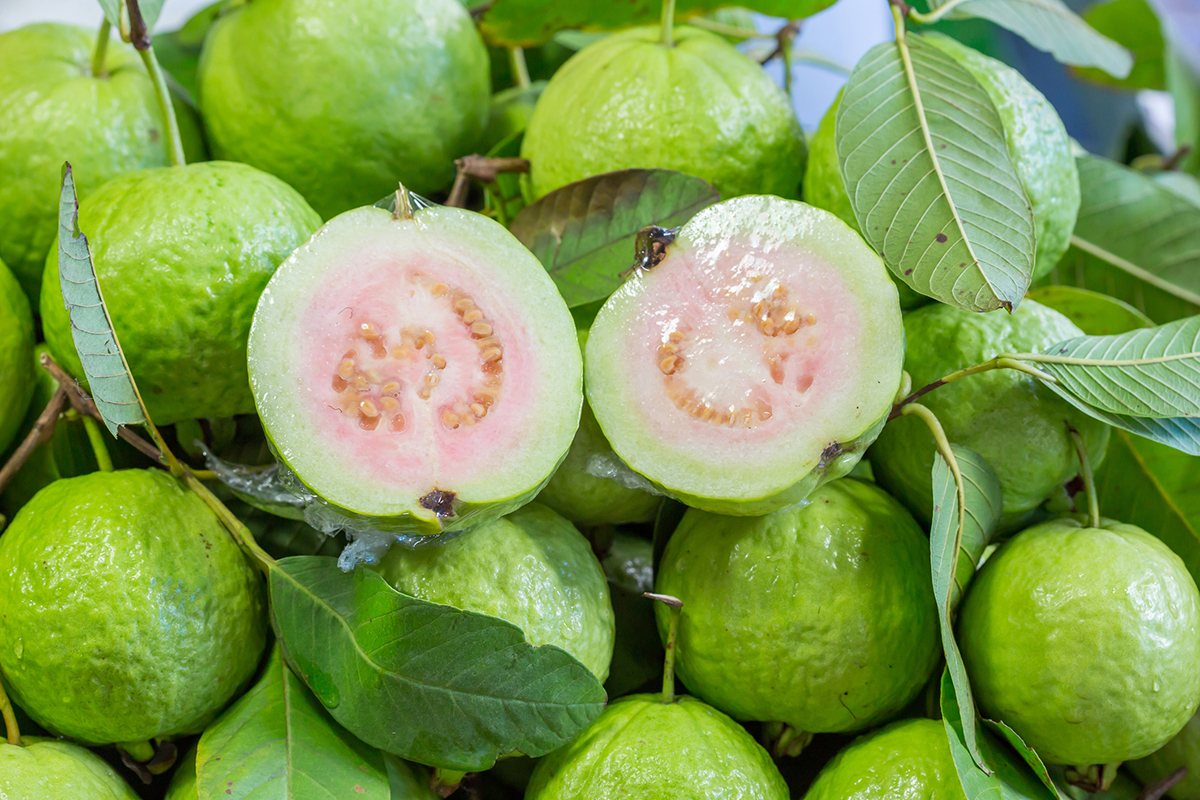 Brazil tests new logistics for Carlópolis guava exports