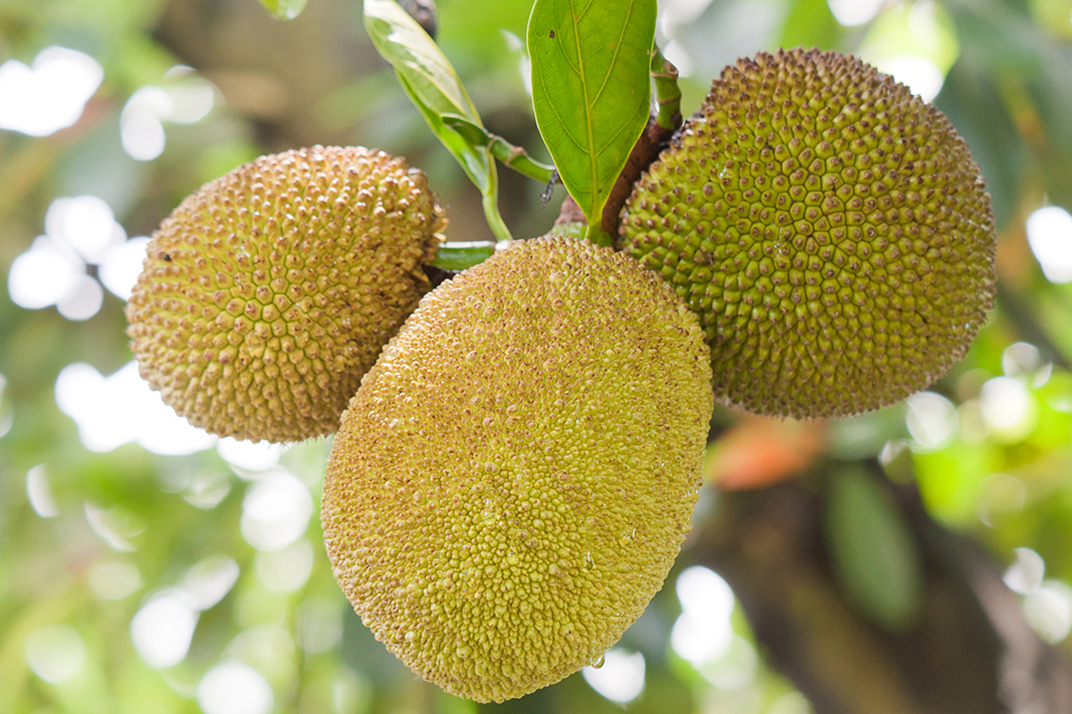 China to open for fresh jackfruit from Vietnam from June 2026