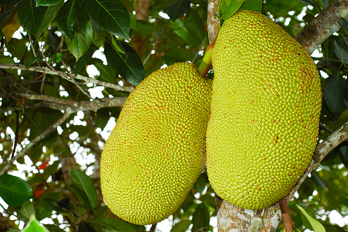 Vietnam seeks solutions to revive fruit and vegetable exports