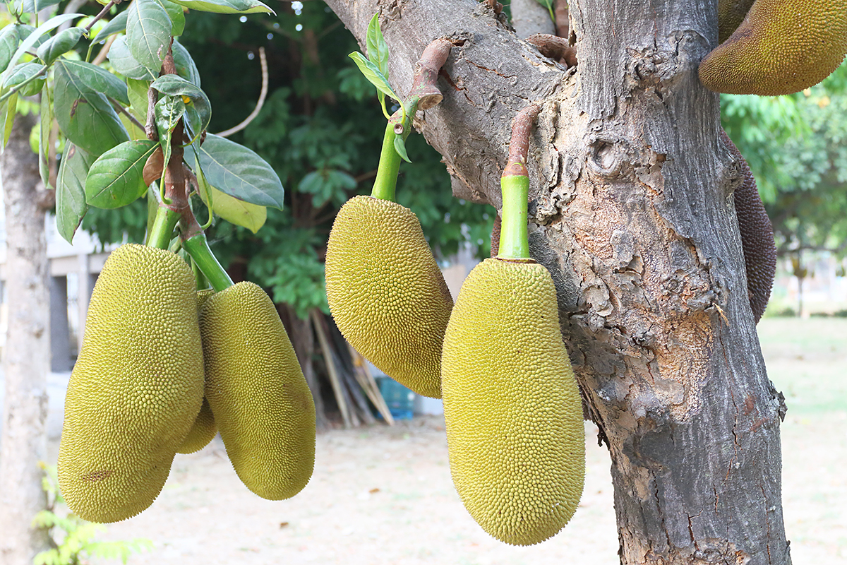 Study identifies elite jackfruit varieties to boost cultivation in ...