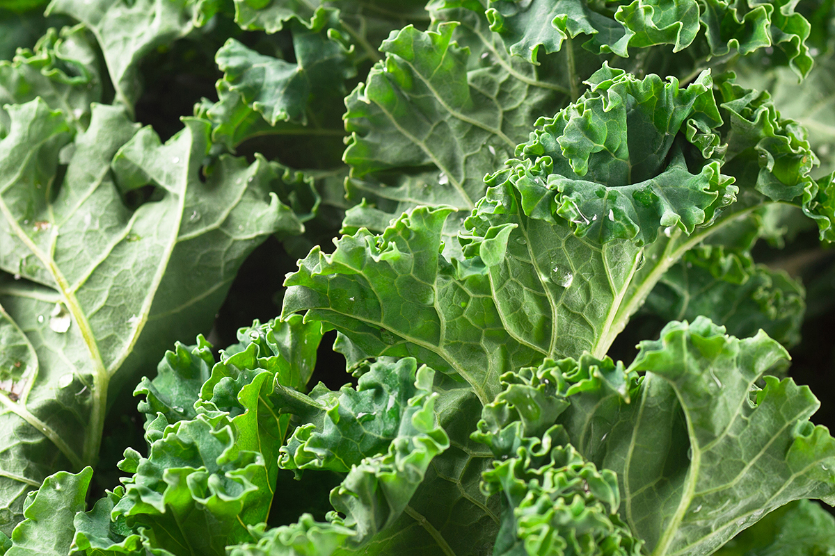 Kenya revives pest-resistant Kinale kale
