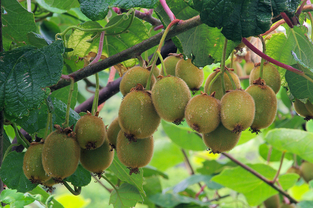 New Zealand develops climate-ready kiwifruit cultivars