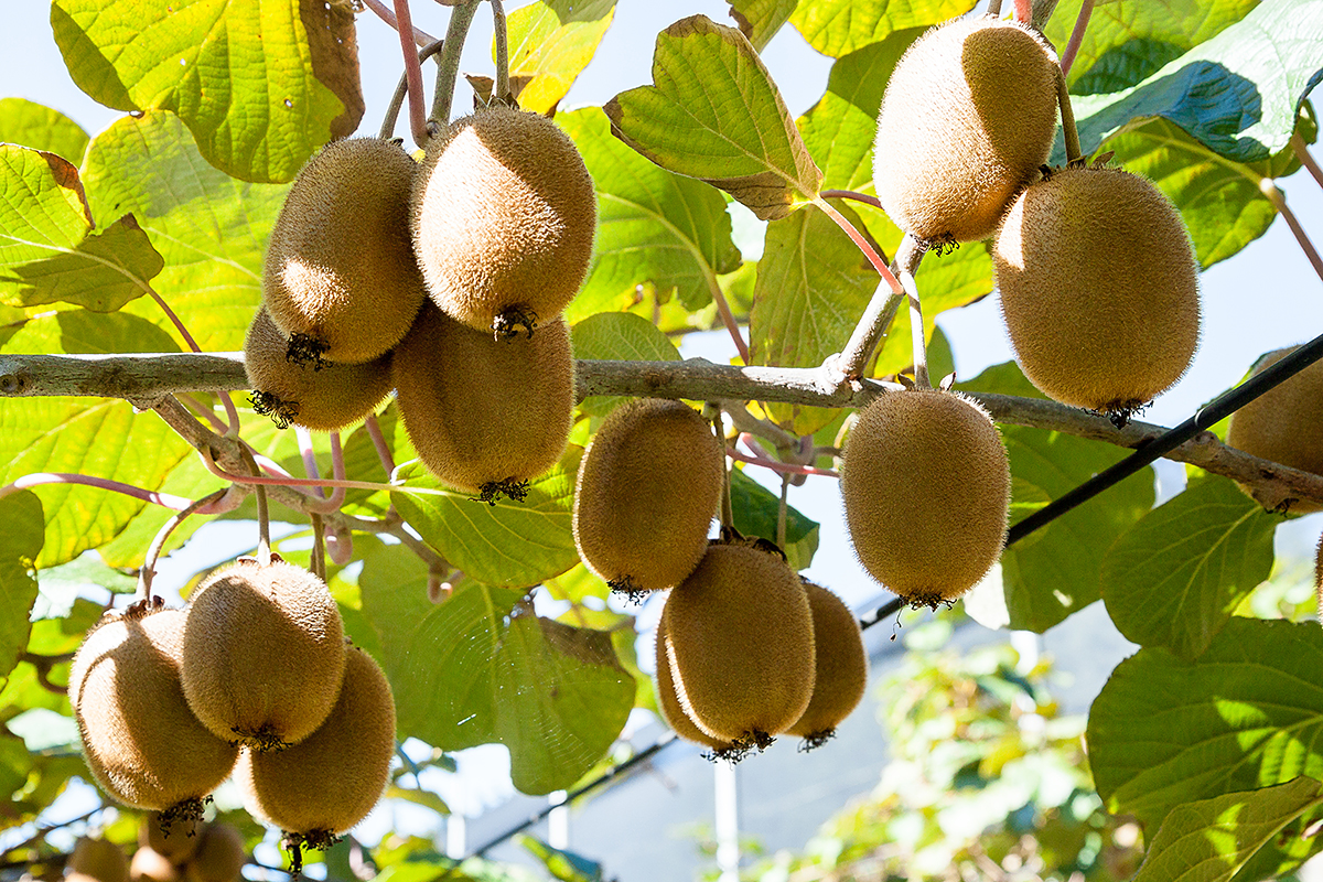 Hong Kong's kiwi fruit imports drop 21.8% in 2024 despite $49 million ...
