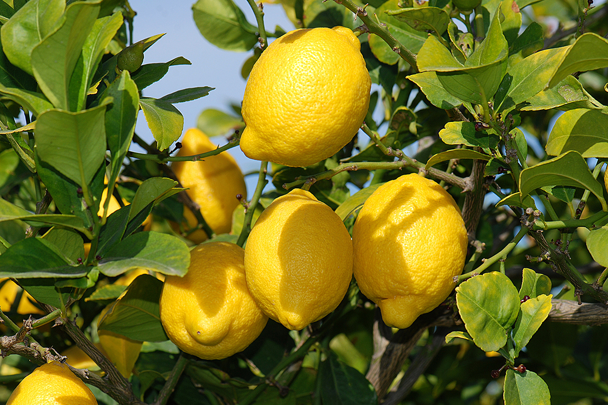 Tucumán explores lemon exports via Croatia
