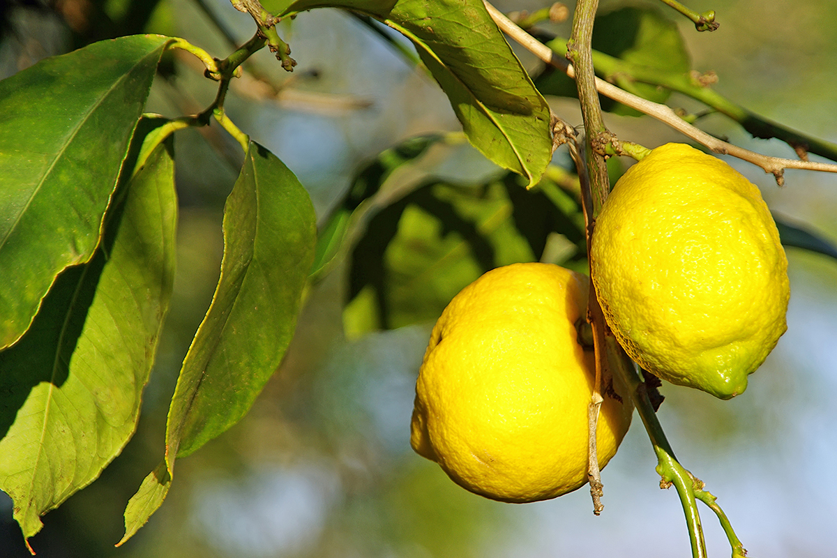Egypt boosts lemon exports to South America