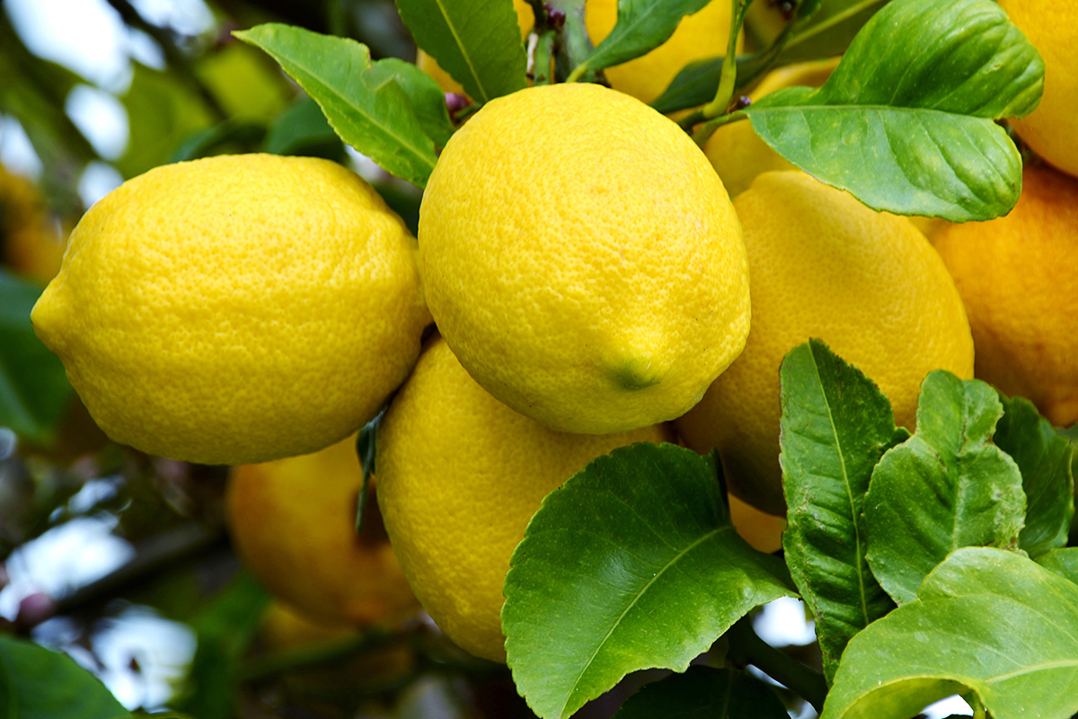 Bangladeshi lemon prices climb to US$1.22 per four