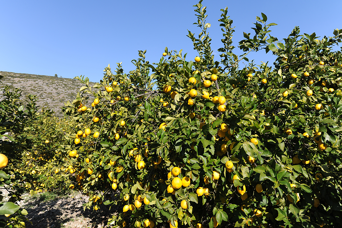 Florida landowner Alico completes exit from citrus