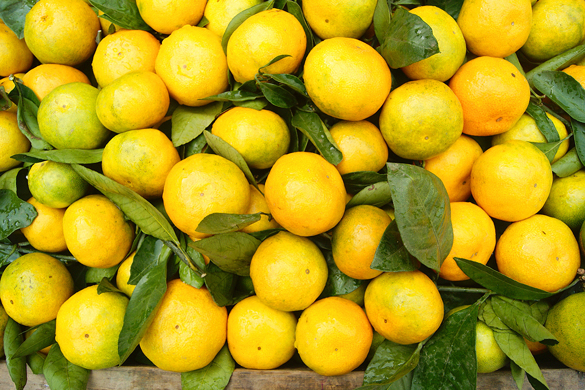 Mixue Bingcheng invests in new lemon supply chain center to stabilize ...