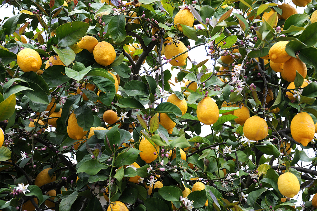 U.S. lemon demand rises as imports decline