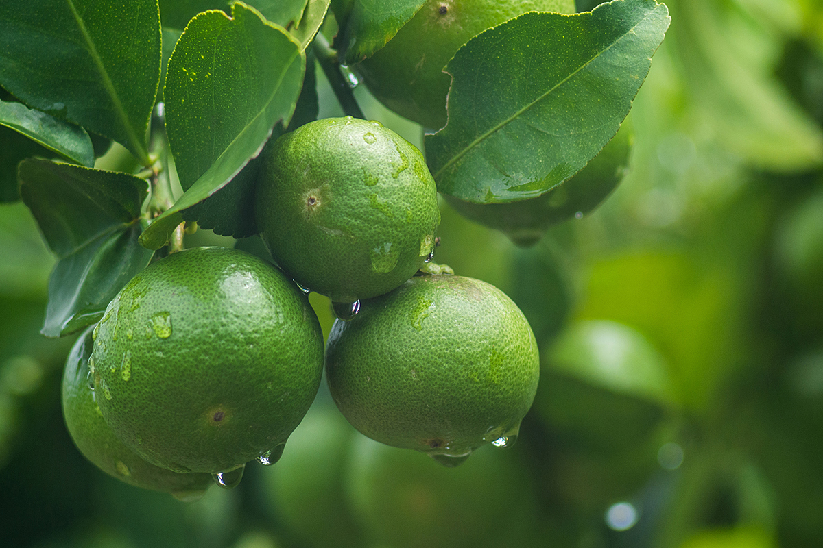 Colombian company aims to export 500 containers of Tahiti lime per year