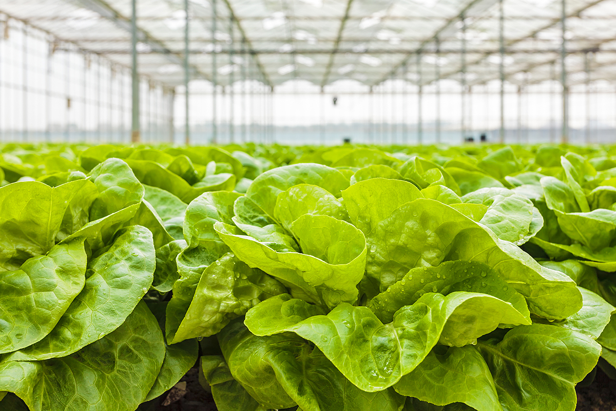 Queensland lettuce growers thrive by catering to fast food industry