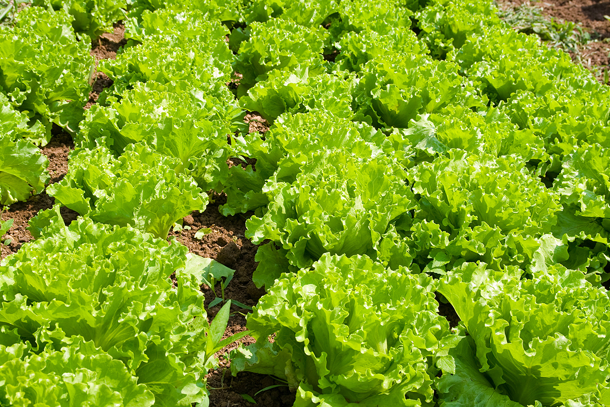 California lettuce growers face 63.7% rise in compliance costs over ...
