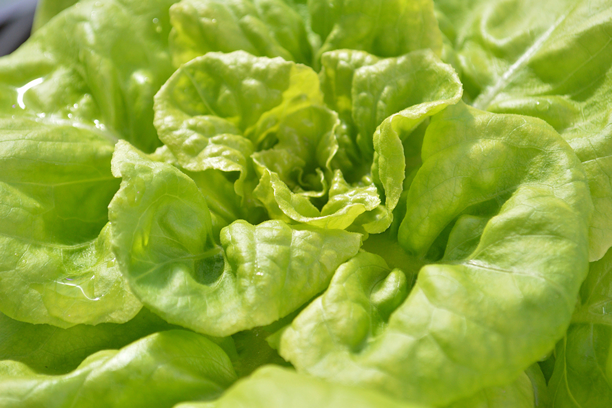 Spain led world lettuce exports in 2023