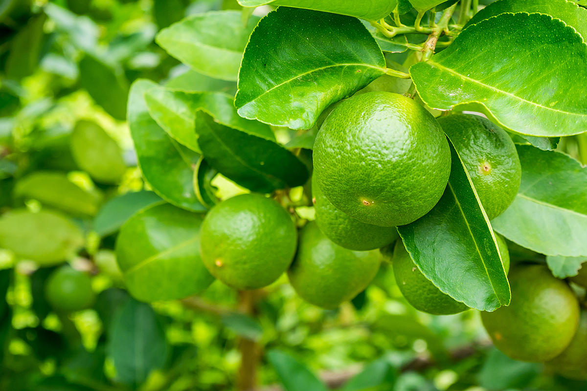 Tahiti lime prices rise as processing demand grows