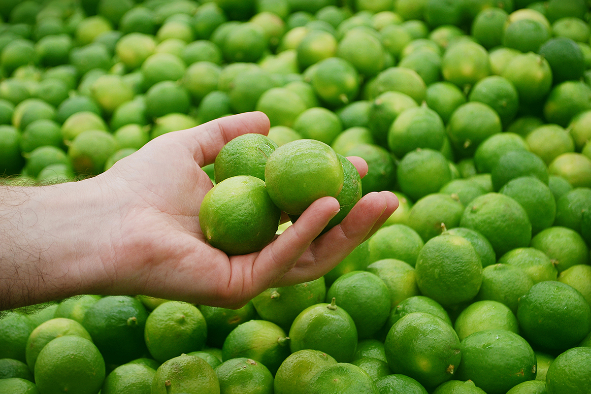 Criminal extortion drives up Mexican lemon prices