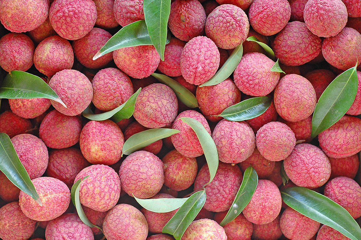 Vietnam lychee prices fall amid oversupply