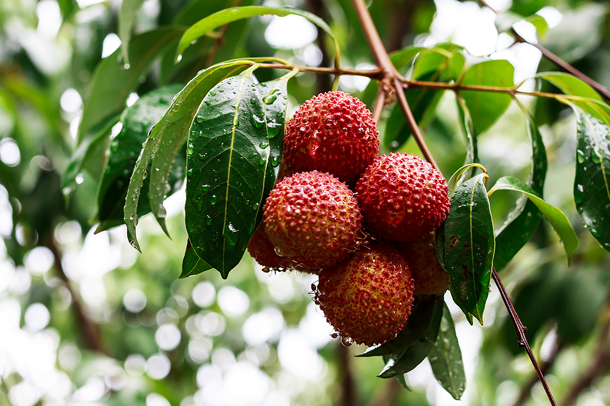 Lychee pollination and biosecurity efforts in Australia