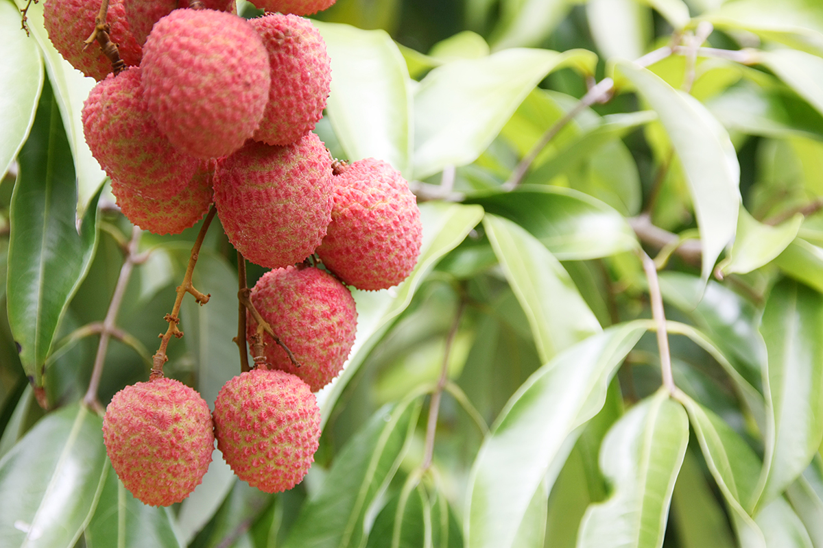 Expanding litchi cultivation in Bihar