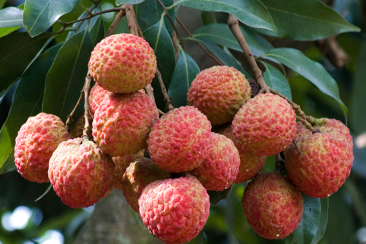 Madagascar's lychee exports to Europe ramp up with four ships this season