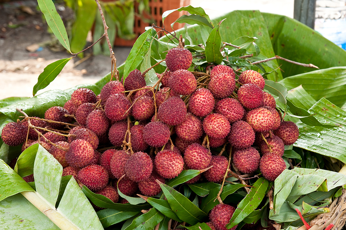 First shipment of fresh Vietnamese lychees arrives in U.S. for 2025 season