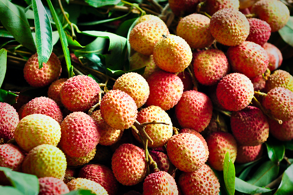 Madagascar’s lychee harvest faces challenges from early ripening and ...