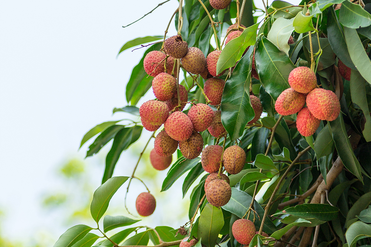 Lychee thrives in Mexico as global demand grows