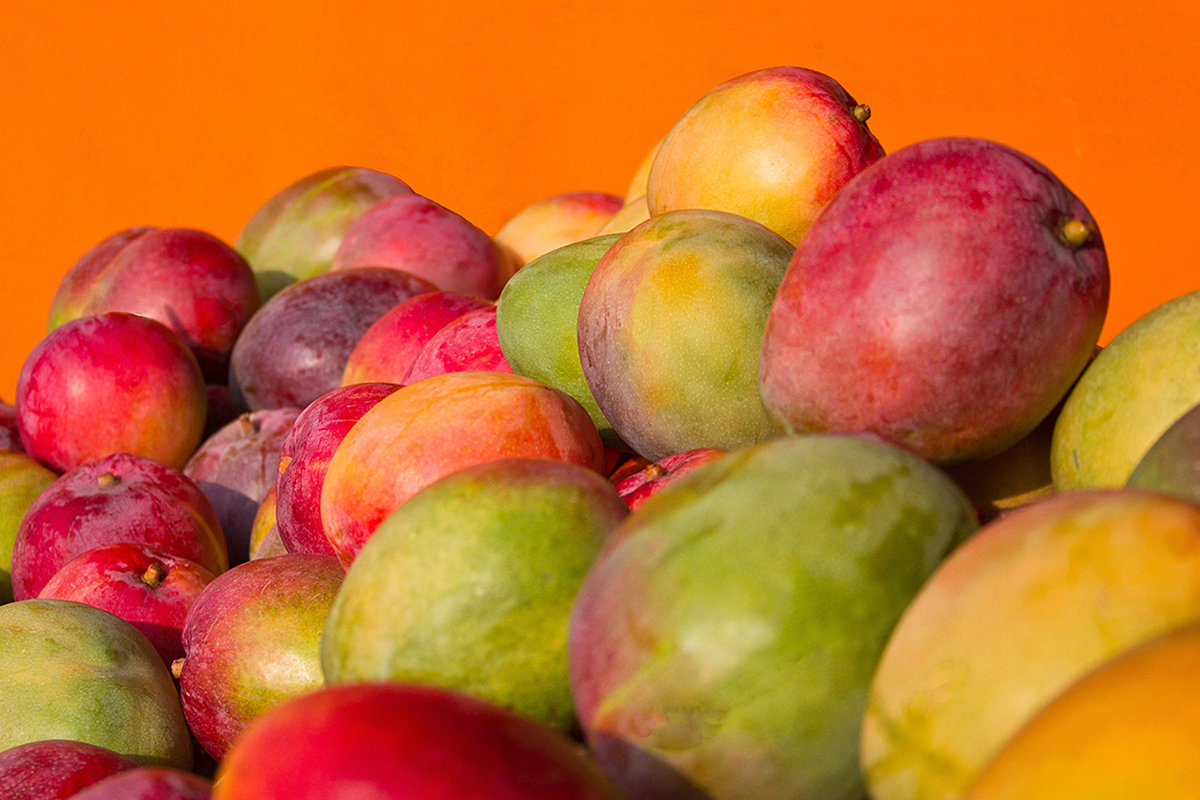 International Mango Organization announces 2026 conference in Puerto Rico