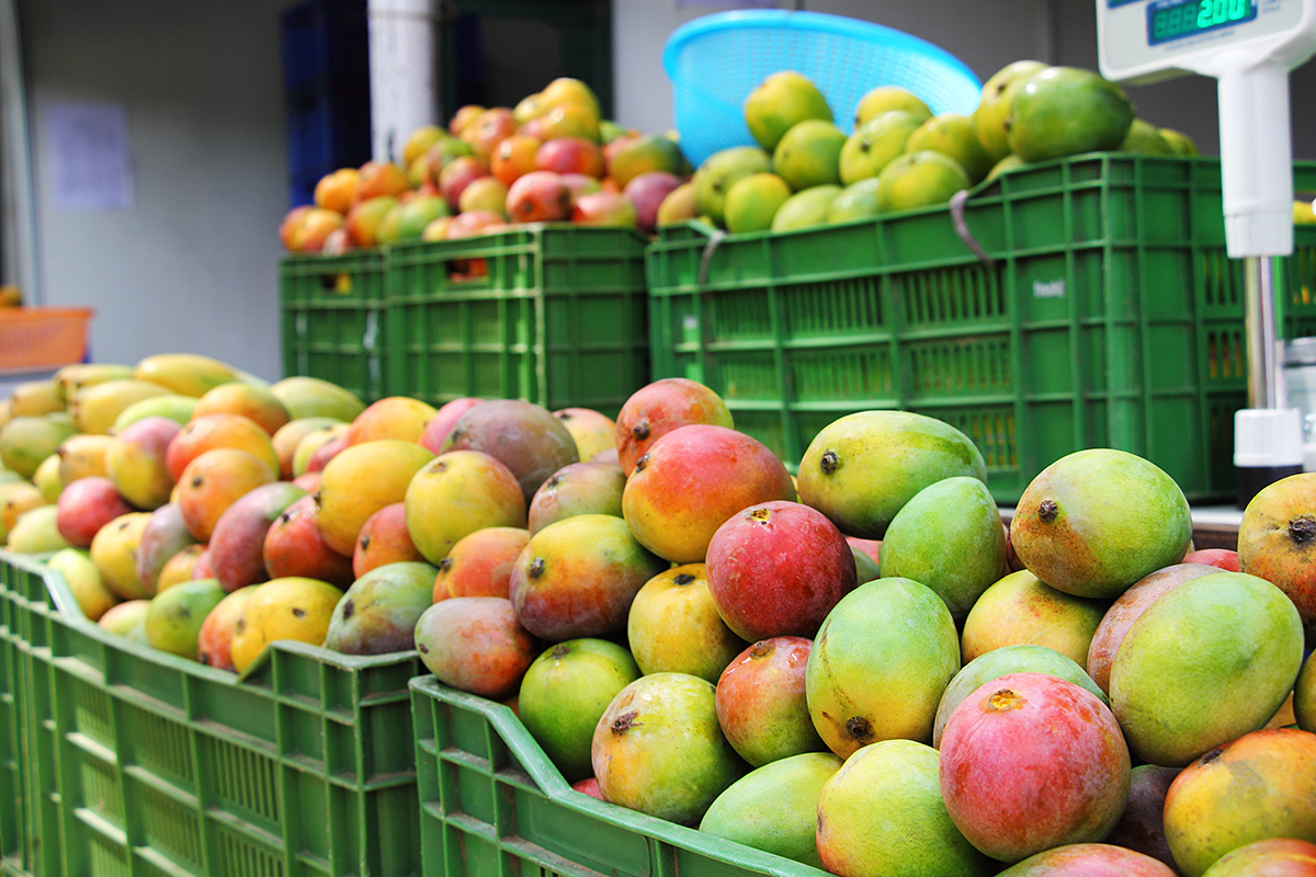 La exportación dominicana de mango supera los 50 millones de dólares ...
