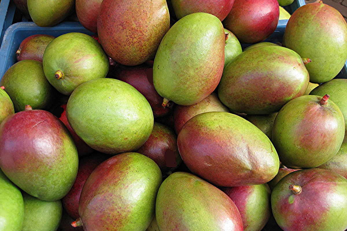 Vietnam captures 97% of China's mango import market