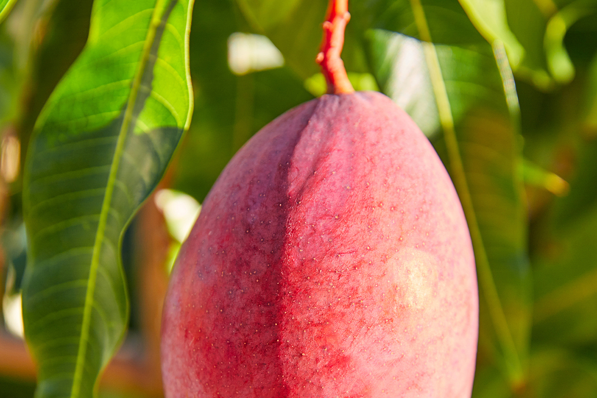 Australians set to enjoy as much as 75,000 tonnes of mangoes this summer