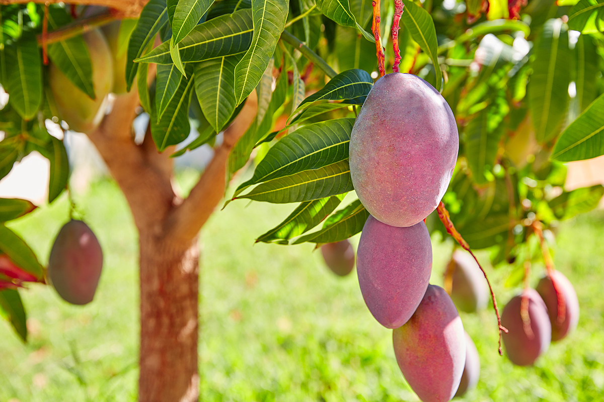 Cae un 60% la producción de mango en el sur de Sinaloa