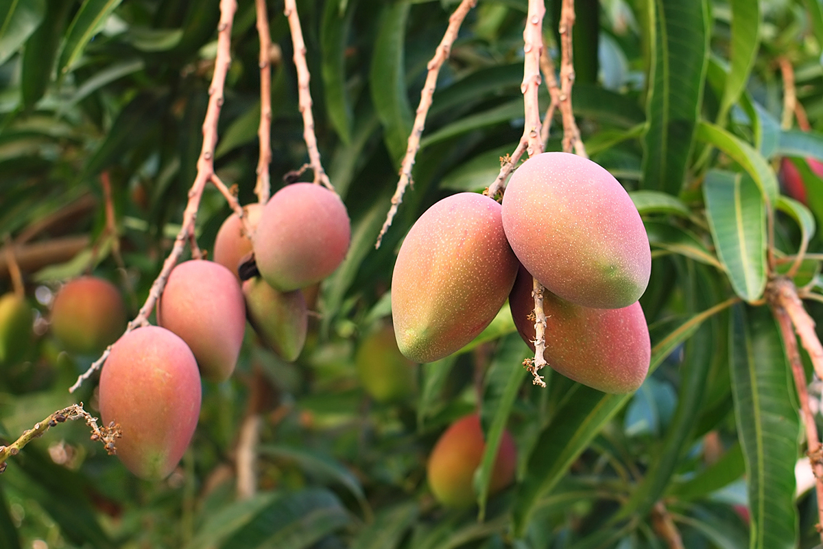 Moroccan mango imports up 10%