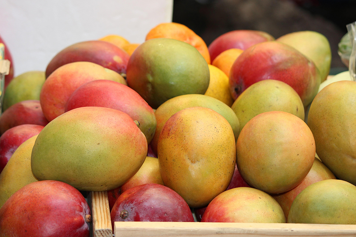Mangoes are experiencing an abundant season in Egypt