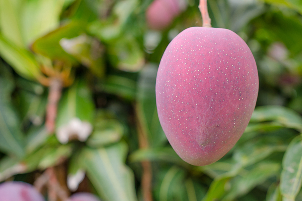 Colombian farmers grew the world's largest mango