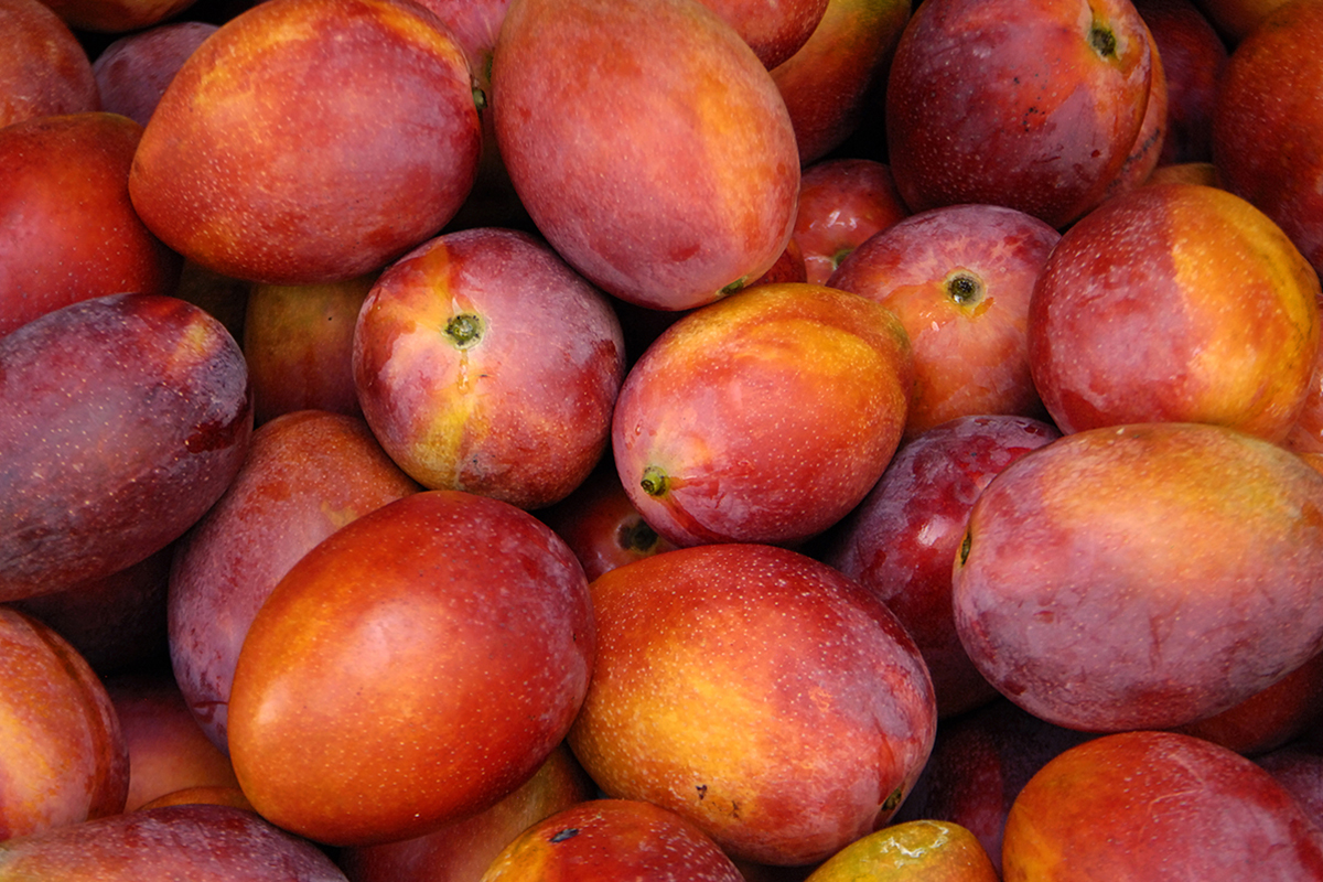Vietnam grows Miyazaki mangoes at up to US$24 per fruit