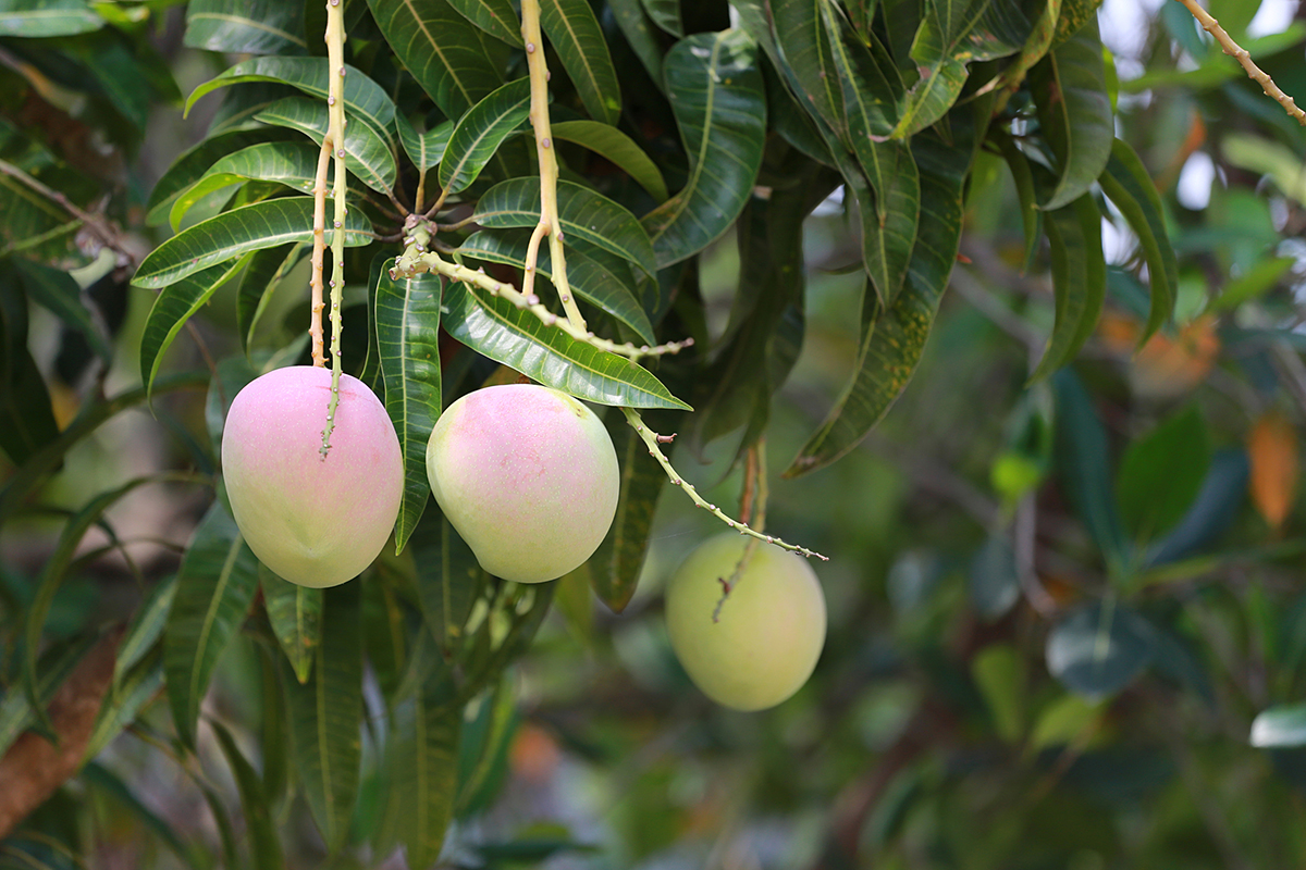 Australian mango growers on alert for twig tip dieback