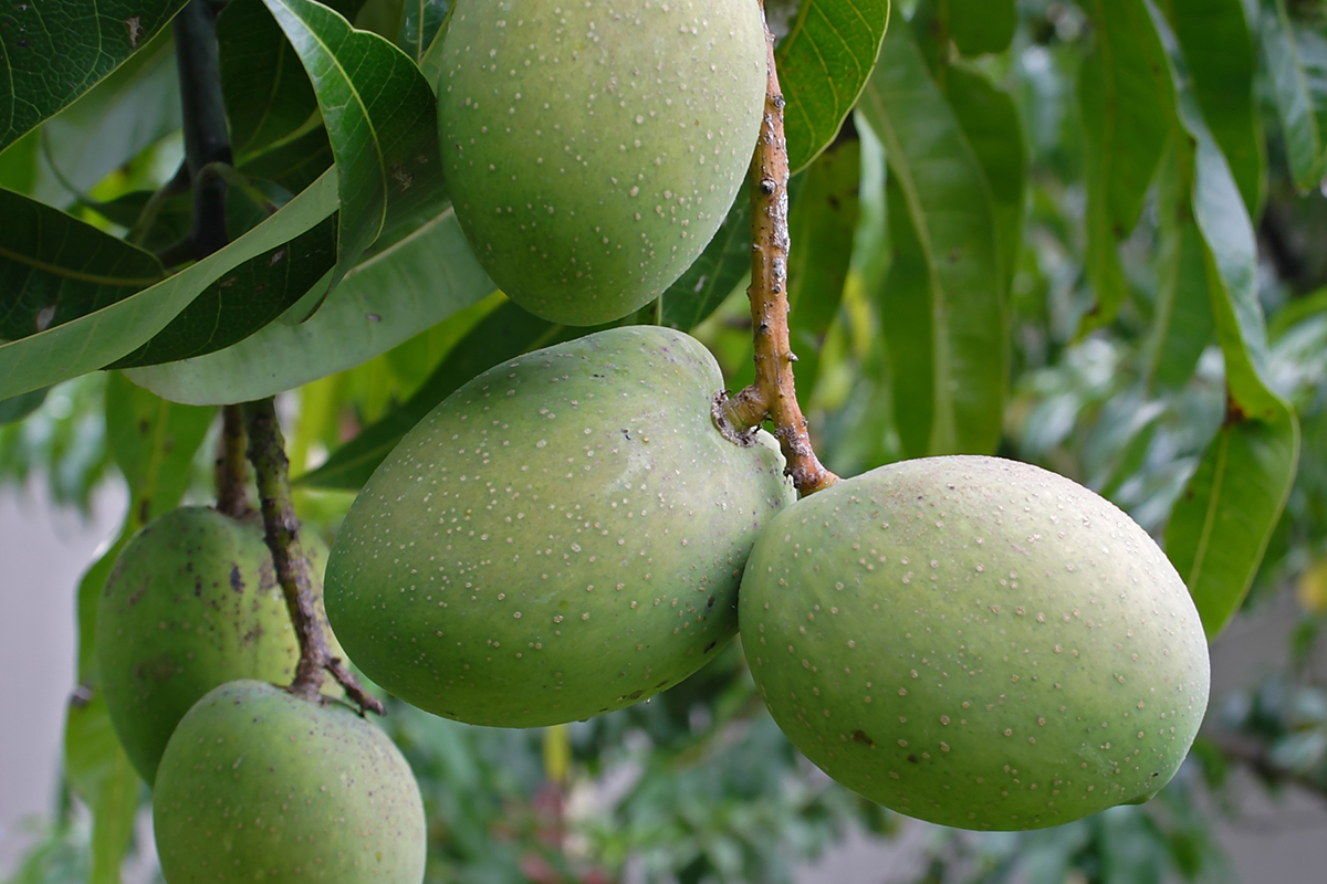 Odisha women export Amrapali mangoes to Europe