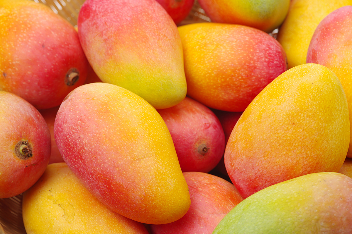 Konkan and Karnataka Alphonso mangoes cause confusion in rising market