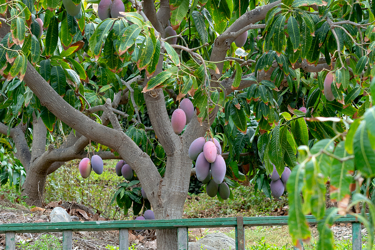 Up to 40,000 mango trees removed in Australia due to fungal disease