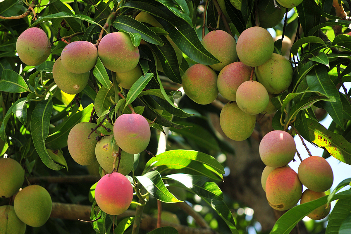Sangareddy mango farmers urged to grow export varieties