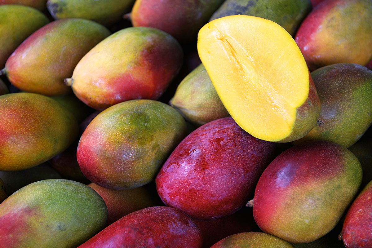 Karnataka mango yield drops as direct sales expand