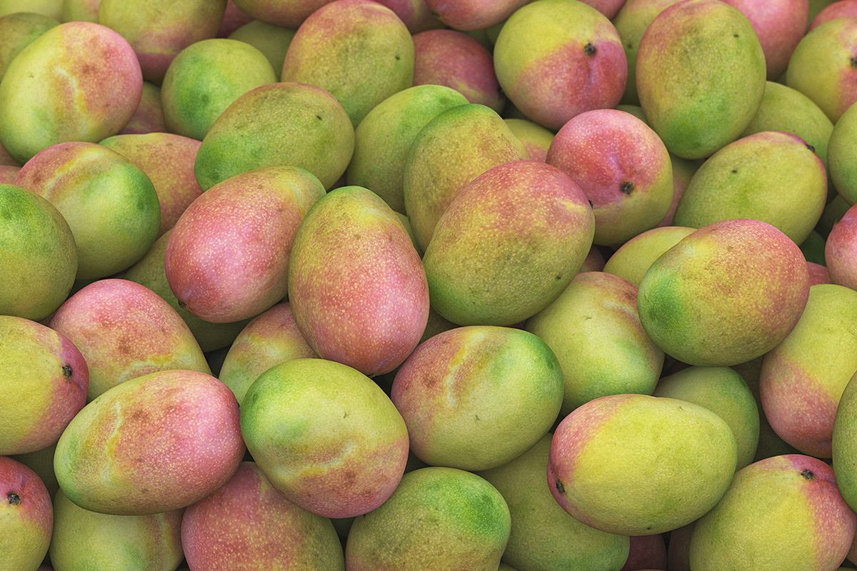 NT mangoes regain WA market under new fruit fly protocol