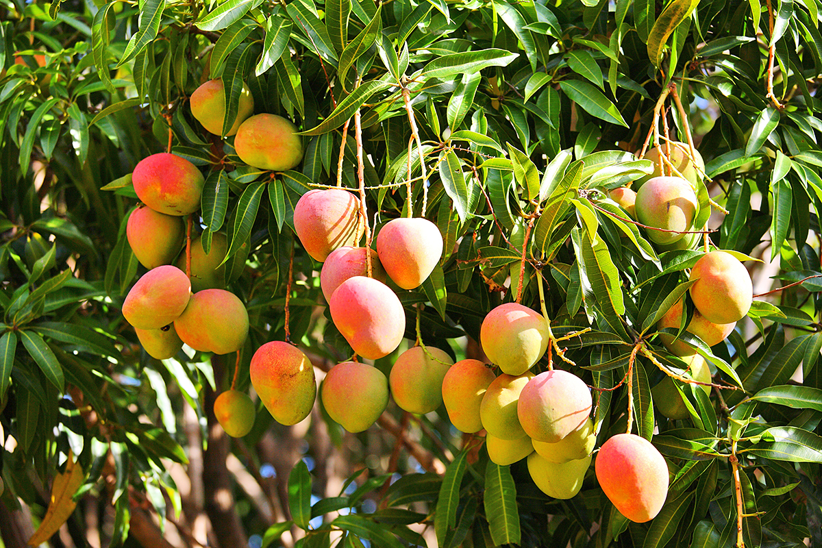 Indonesia supports Gedong Gincu mango exports to Japan