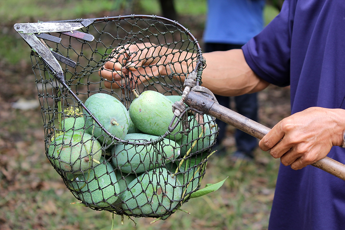 Mango crop challenges in Sindh, Pakistan
