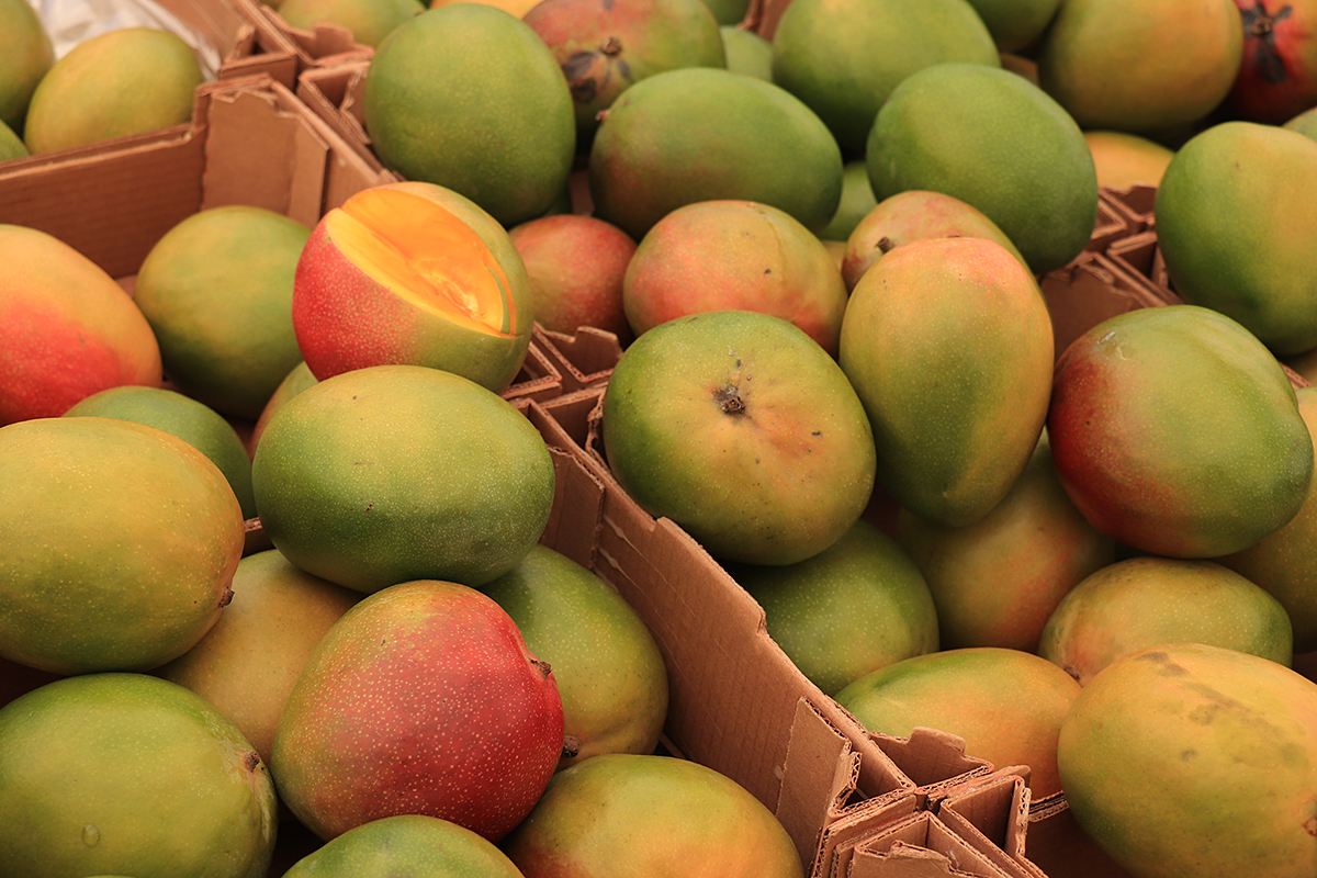 Egyptian super-mangoes set to conquer Southeast Asia soon