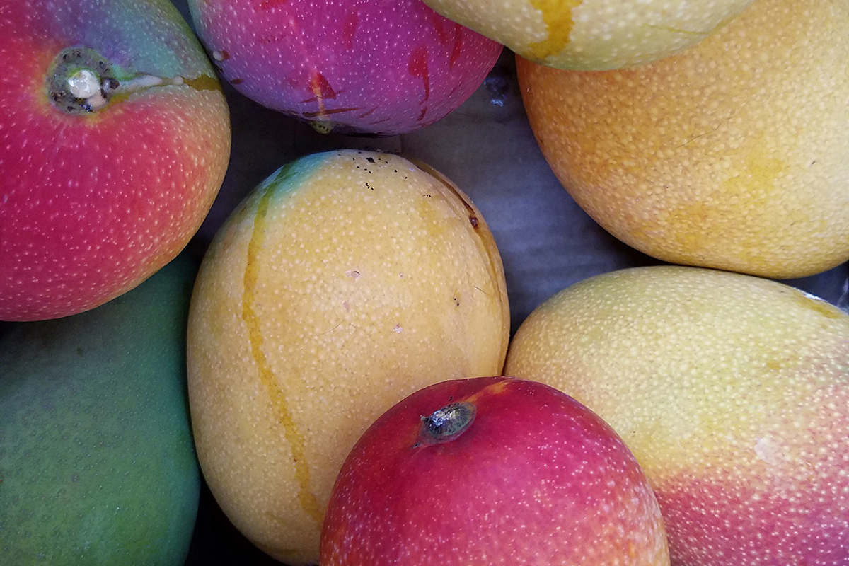 Bangladesh begins 2025 mango exports