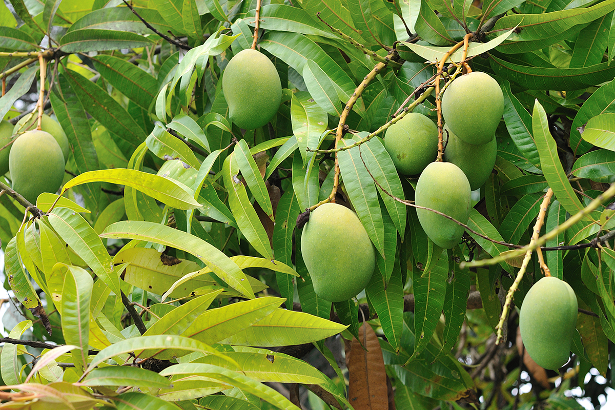 South Africa mango sector acts against immature fruit sales
