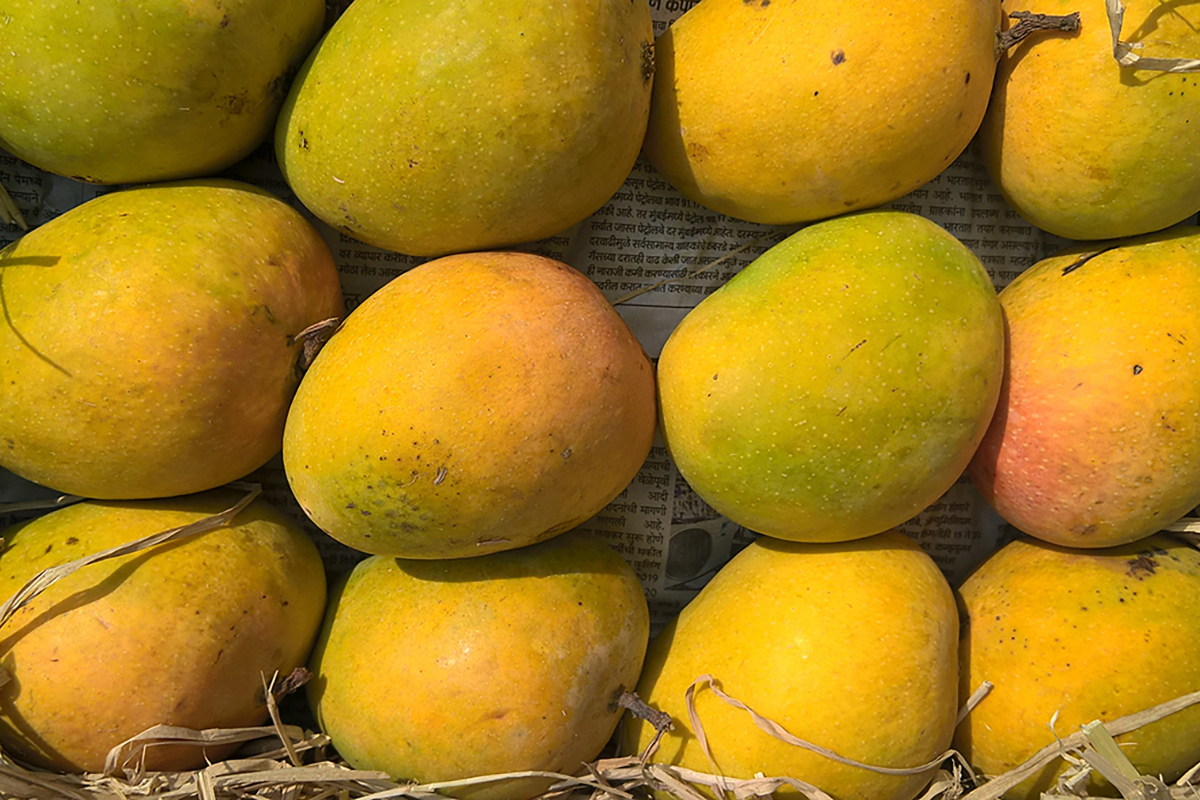 Northern Territory mango season ramps up