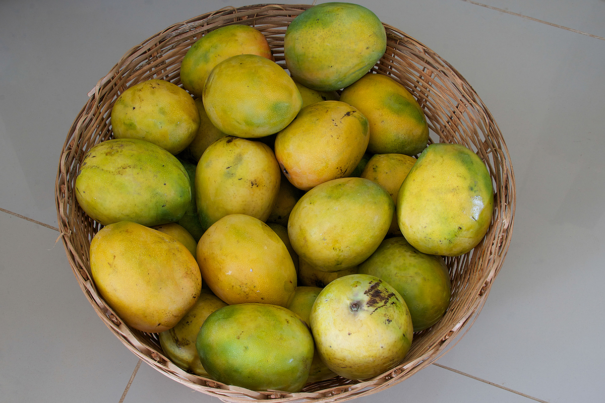 Kerala’s Aroor Olor mango nears GI certification