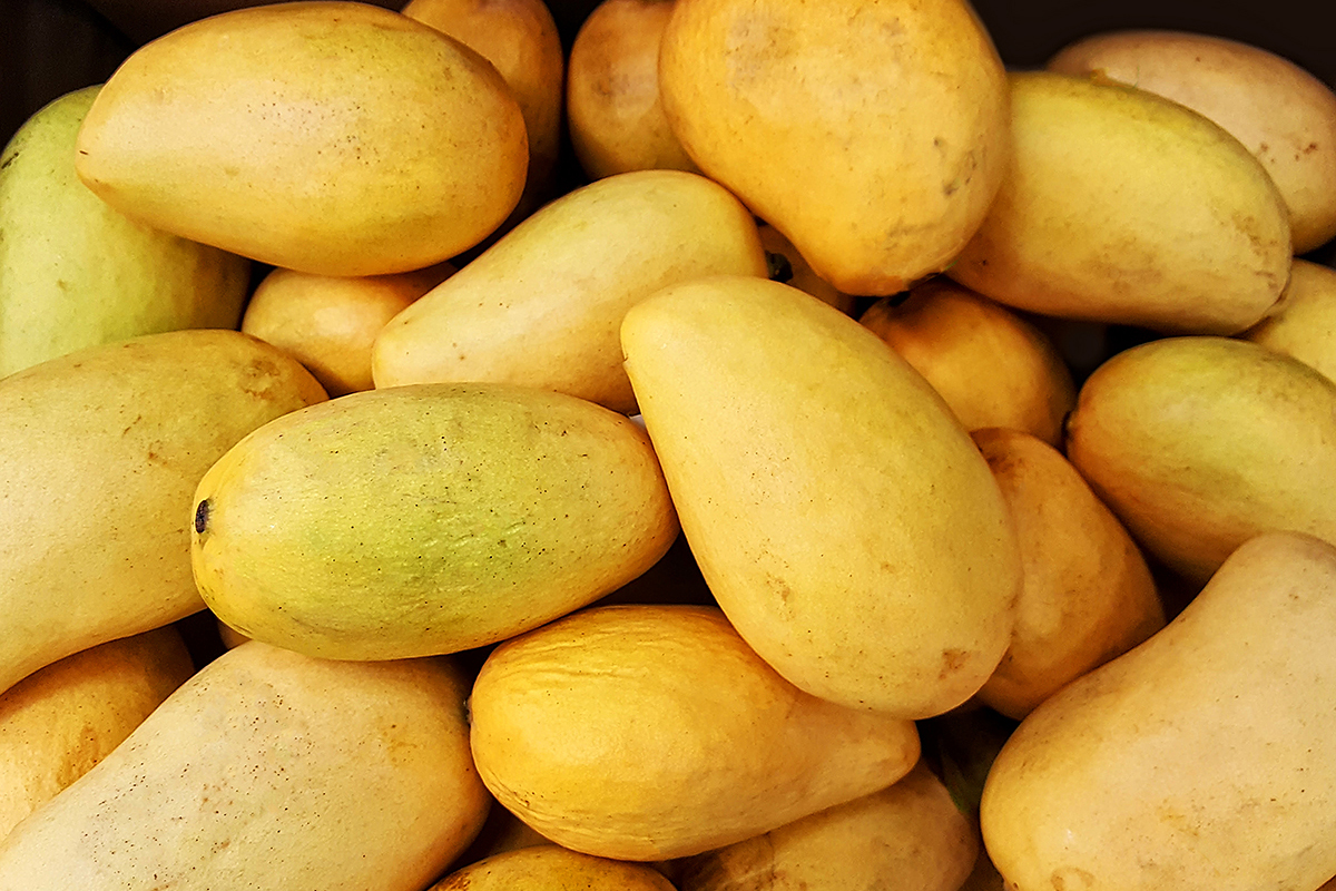 Untreated mango exports raise concerns in Pakistan